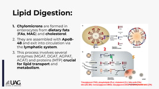 Metabolism of Lipids - universidad autonoma pdf. | PDF
