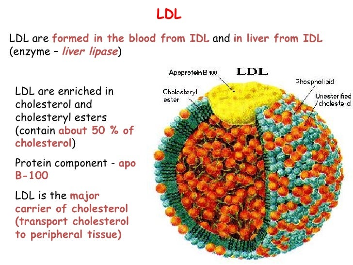 Metabolism of lipids 1 1