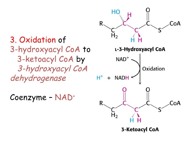 Metabolism of lipids 1 1