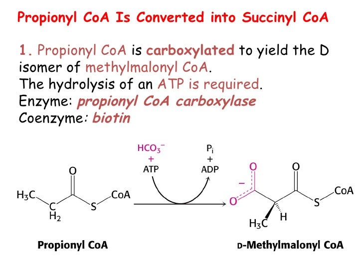 Metabolism of lipids 1 1