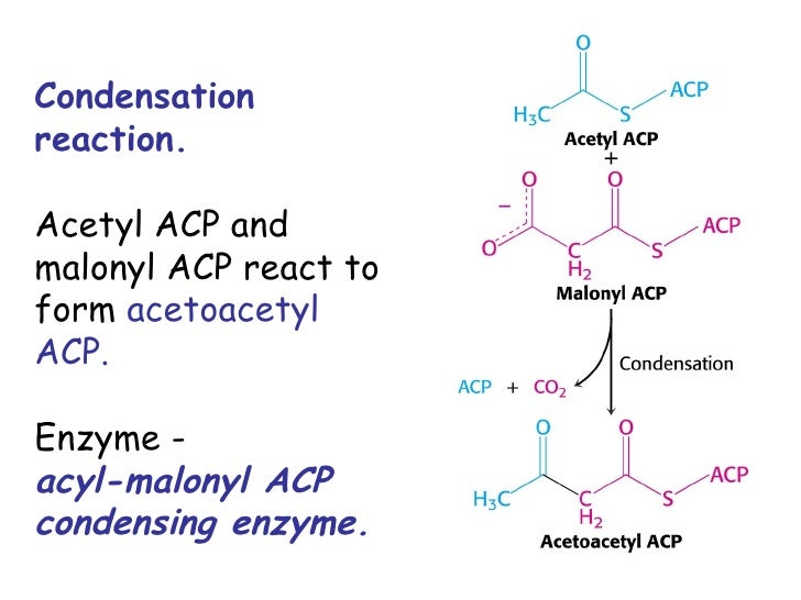 Metabolism of lipids 1 2