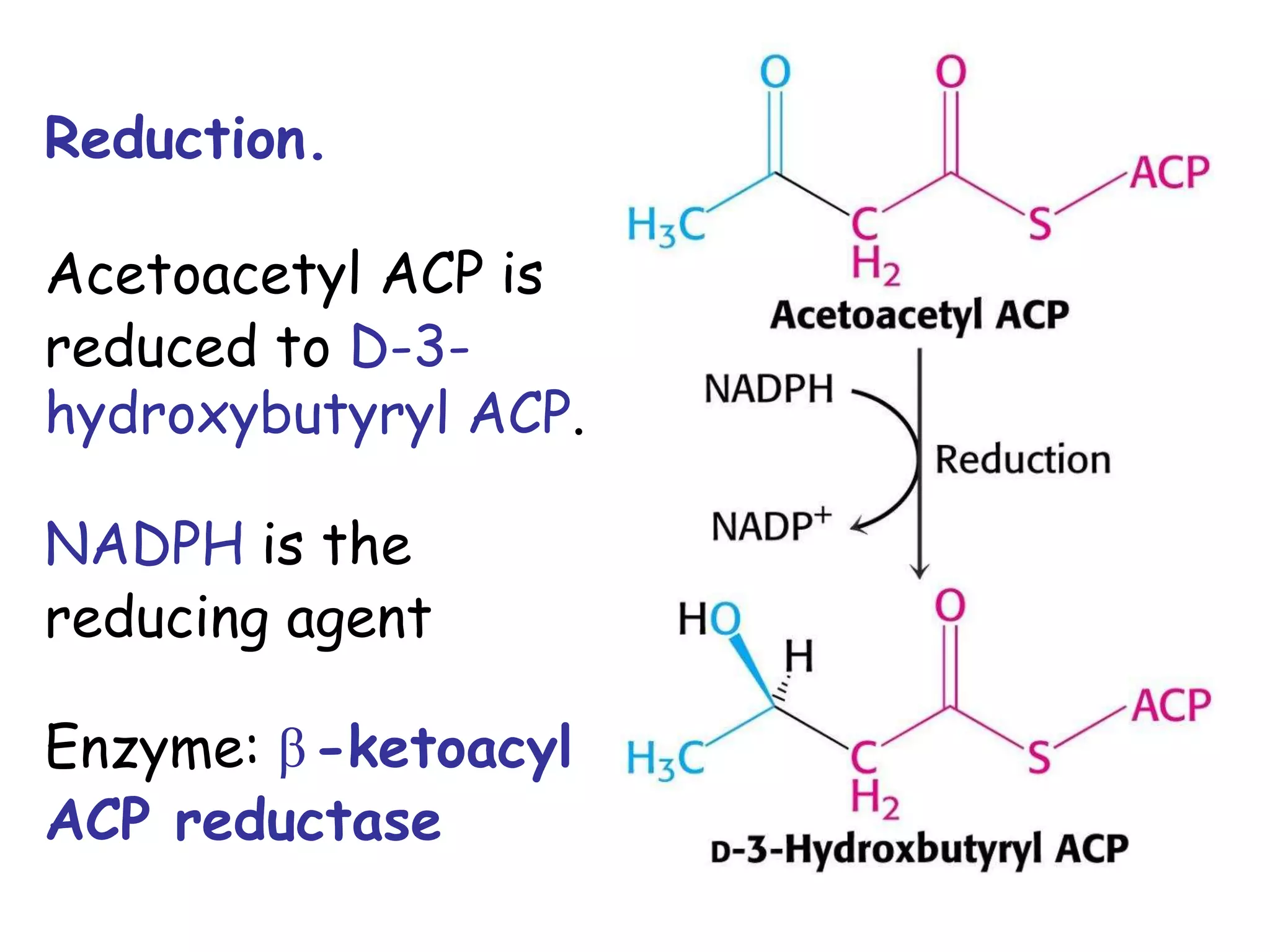 Metabolismoflipids part 2 | PPTX