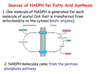 Metabolismoflipids part 2 | PPTX