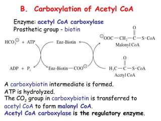 Metabolismoflipids part 2 | PPTX