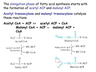 Metabolismoflipids part 2 | PPTX | Chemistry | Science