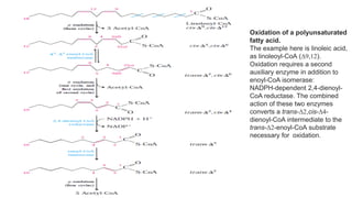 Metabolism of Lipids PT.pdf explanation for presentation | PPT