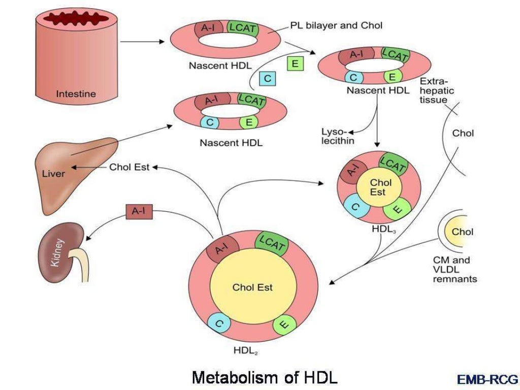 Metabolism of lipoproteins