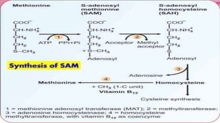 METABOLISM OF METHIONINE | PPTX