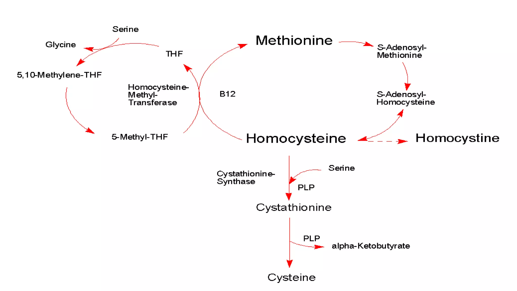 METABOLISM OF METHIONINE | PDF