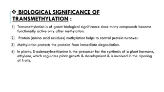 METABOLISM OF METHIONINE | PDF | Chemistry | Science