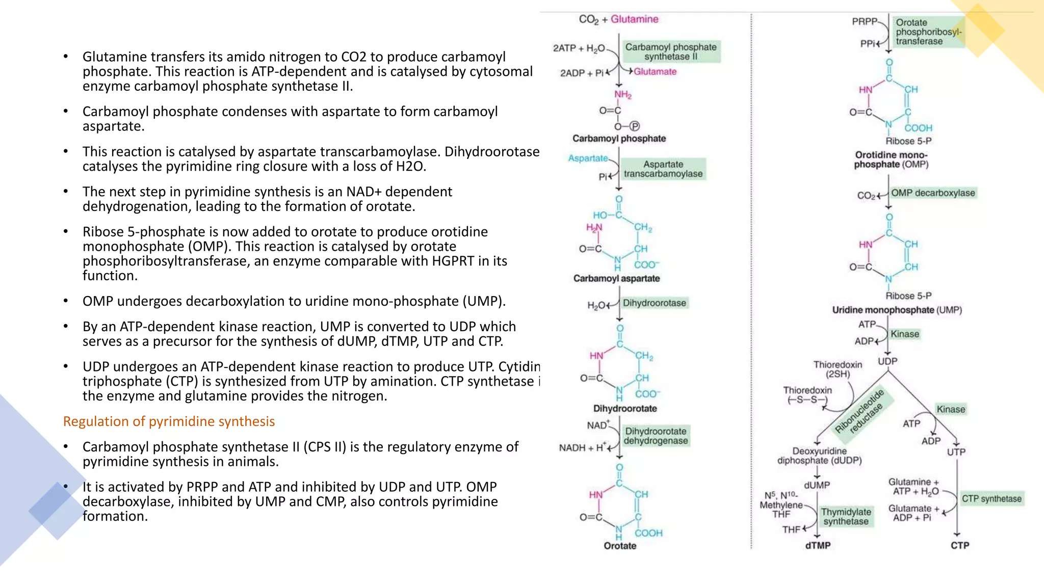 Metabolism of Nucleic Acids | PPTX