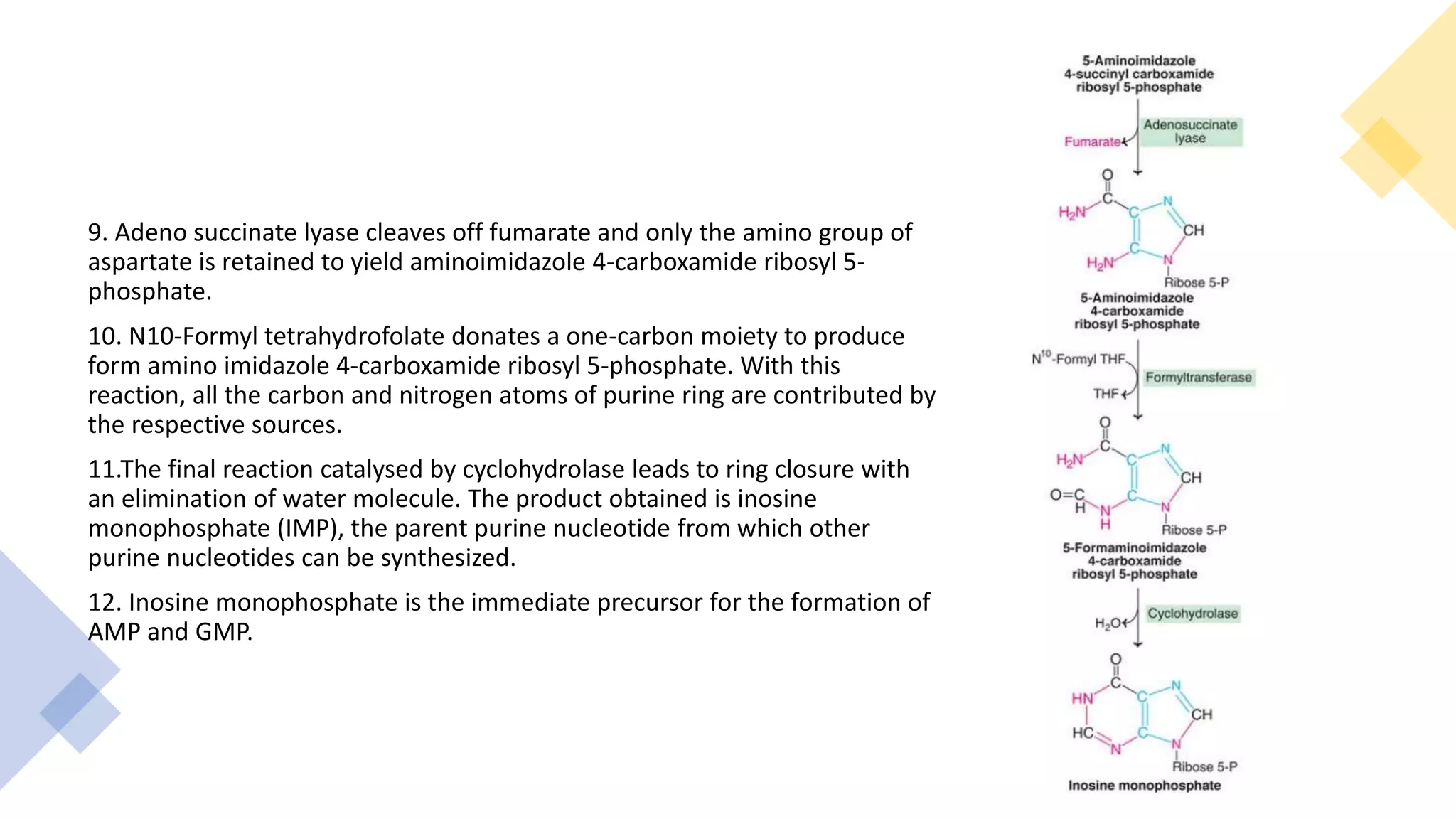 Metabolism of Nucleic Acids | PPTX