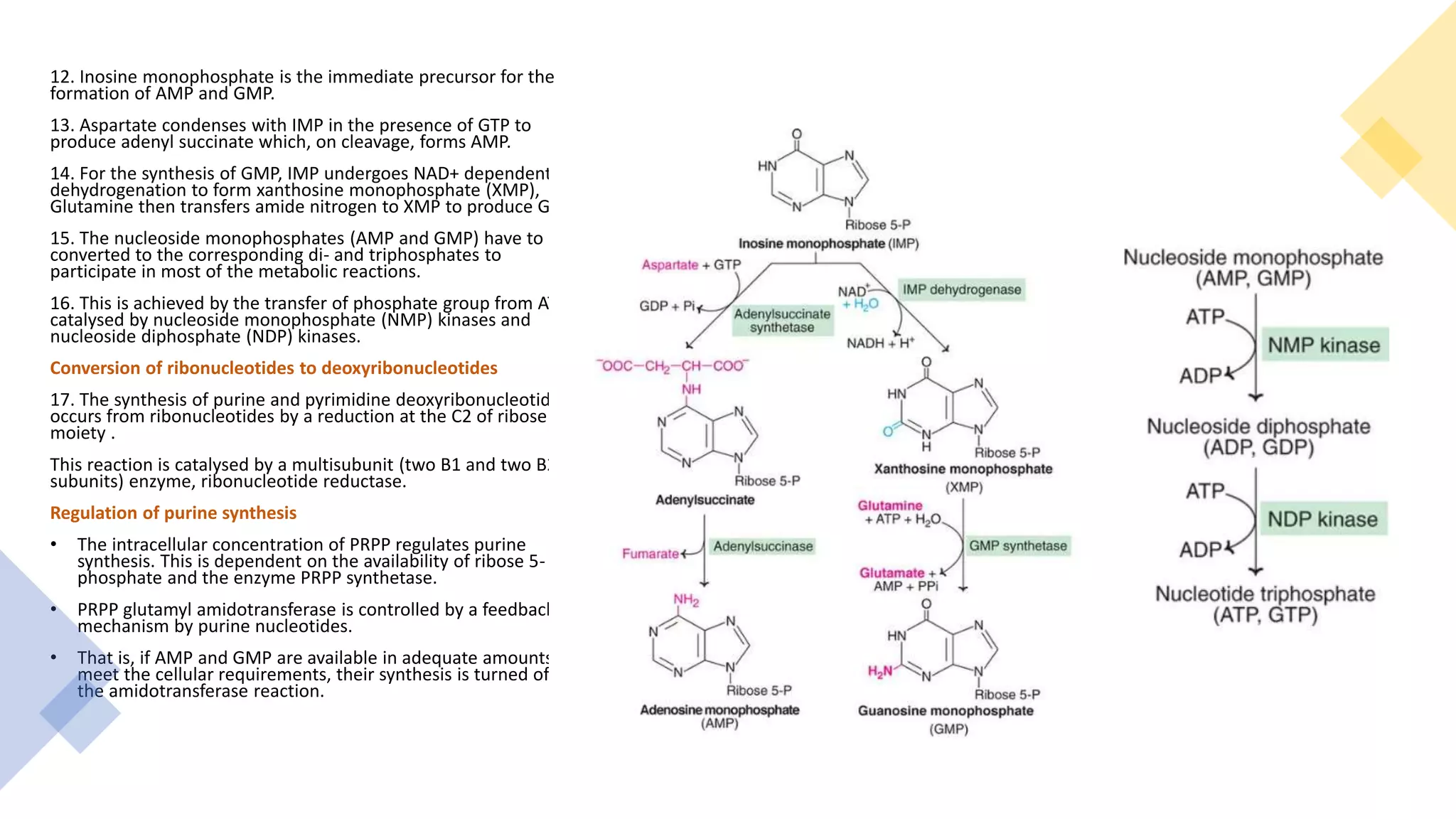 Metabolism of Nucleic Acids | PPTX