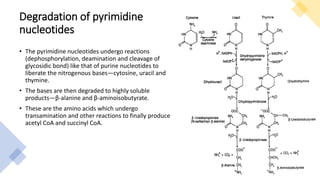 Metabolism of Nucleic Acids | PPTX