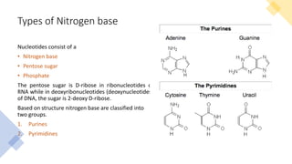 Metabolism of Nucleic Acids | PPTX