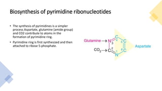 Metabolism of Nucleic Acids | PPTX
