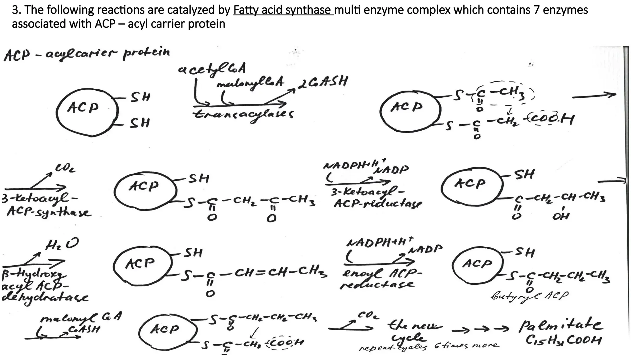Metabolism of neutral fat there type metabolism | PPT