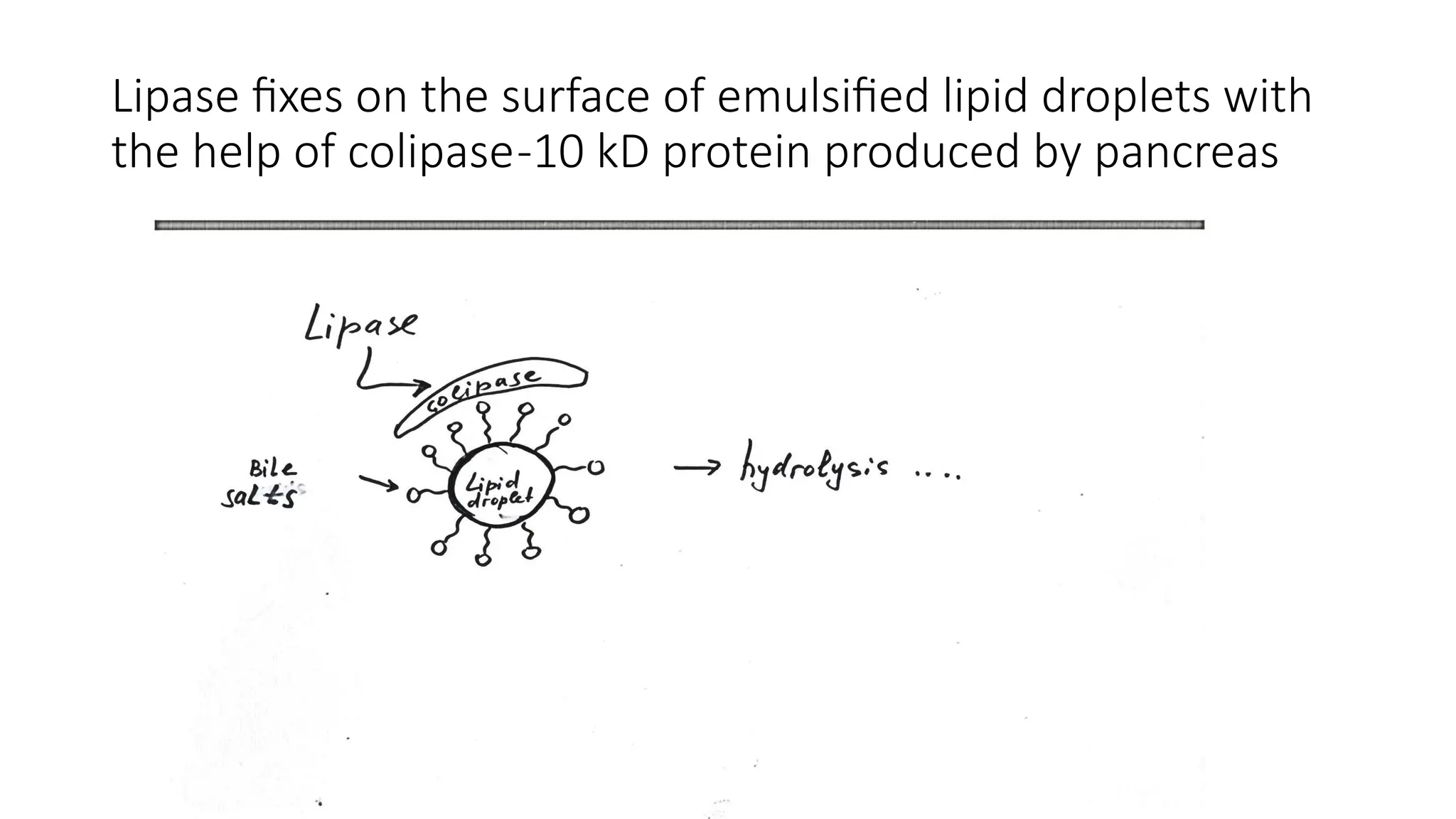 Metabolism of neutral fat there type metabolism | PPT