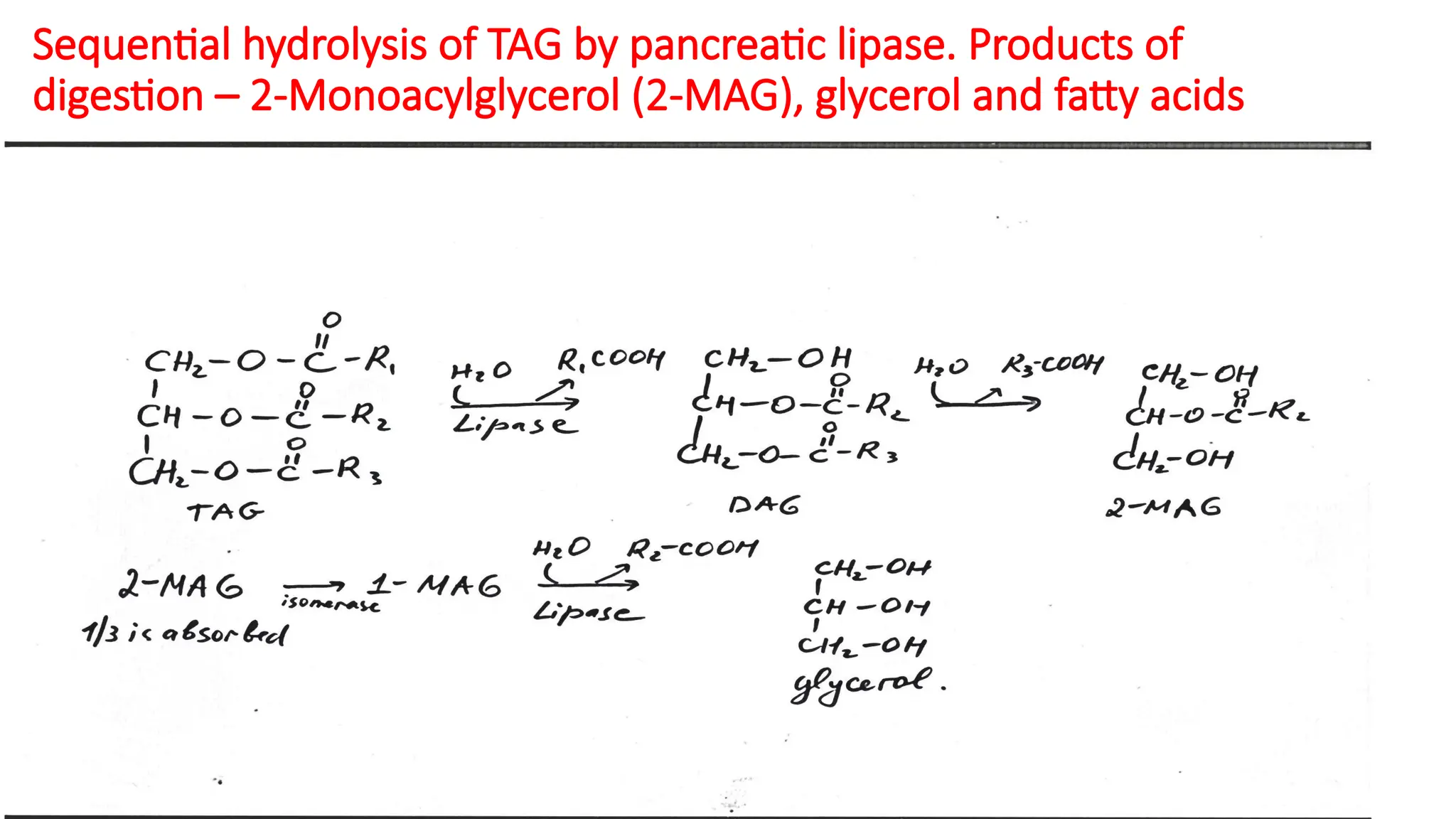 Metabolism of neutral fat there type metabolism | PPT