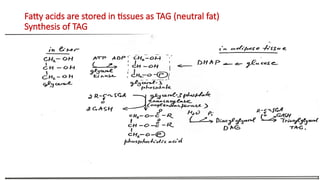 Metabolism of neutral fat there type metabolism | PPT
