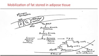 Metabolism of neutral fat there type metabolism | PPT