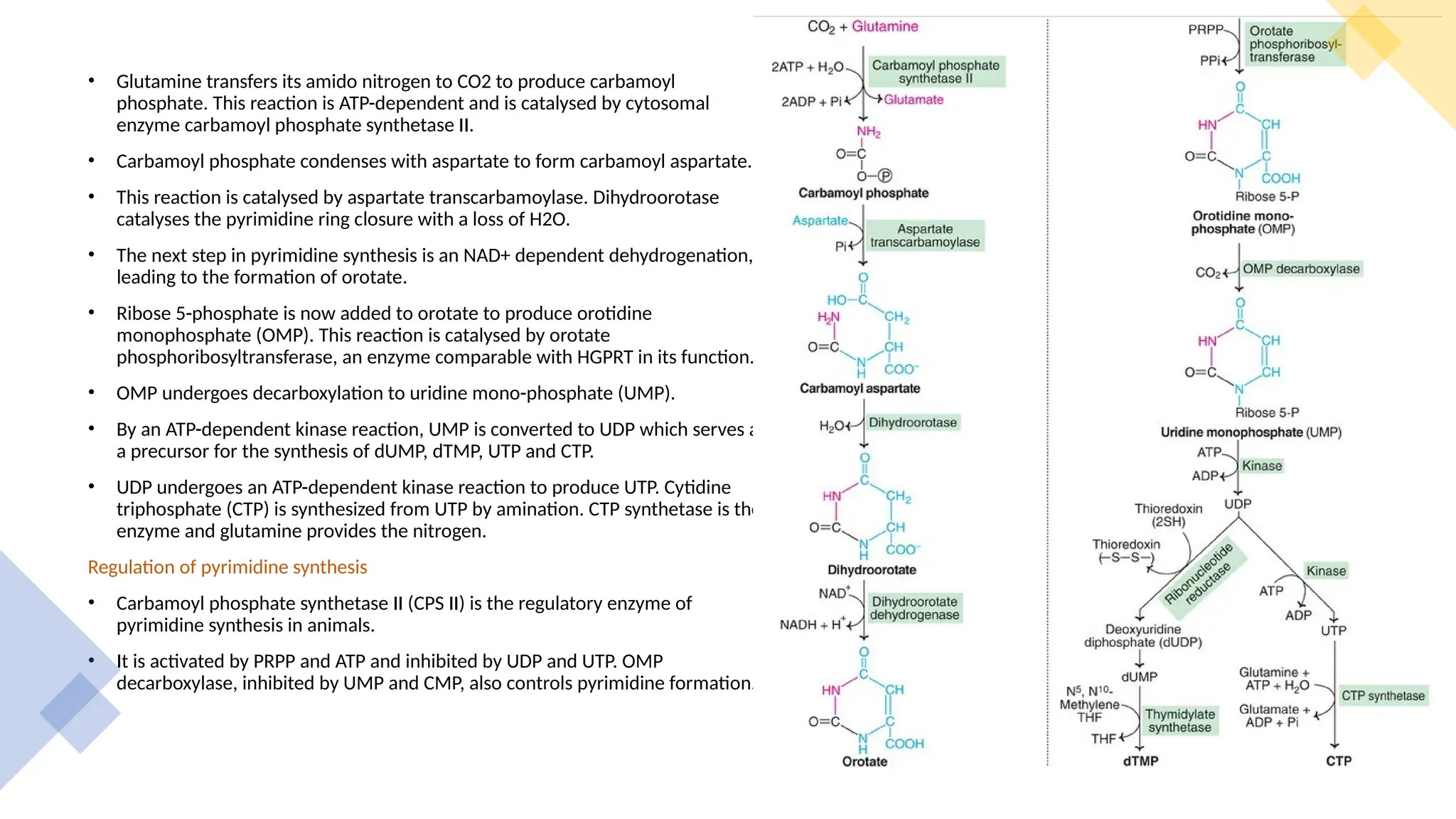 Metabolism of nucleic acids and relevance.pptx