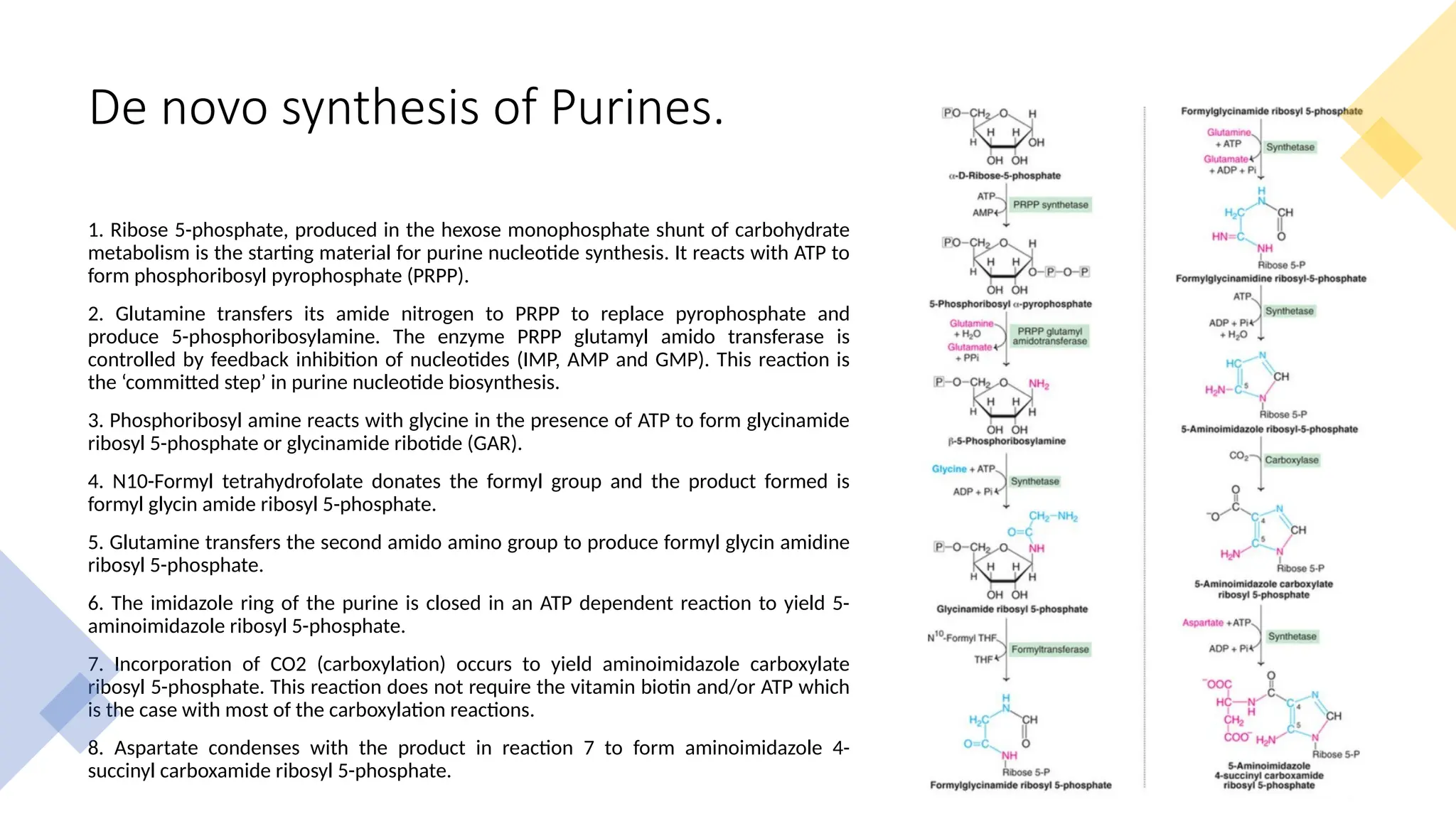 Metabolism of nucleic acids and relevance.pptx