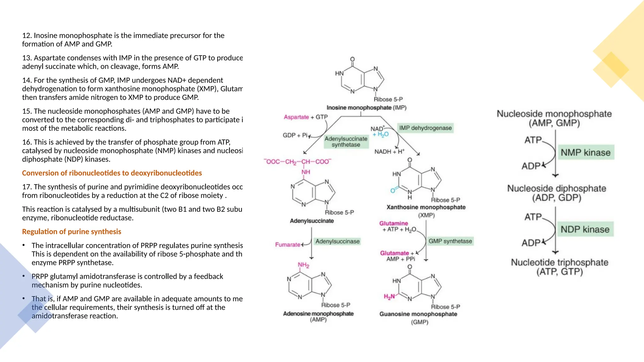 Metabolism of nucleic acids and relevance.pptx