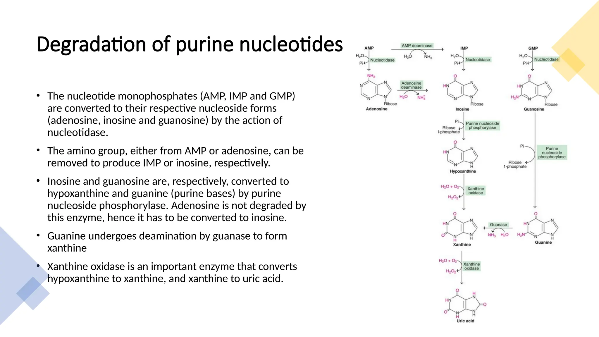 Metabolism of nucleic acids and relevance.pptx