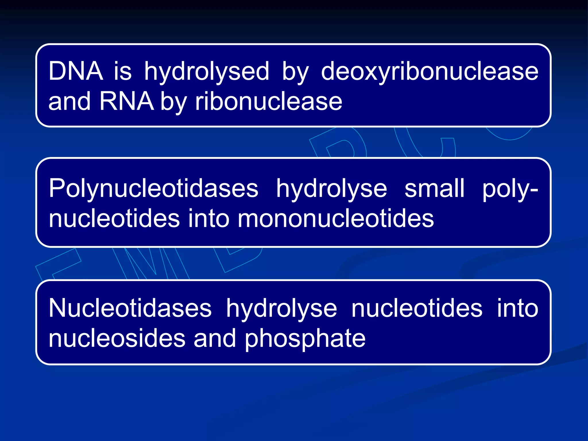 Metabolism of nucleotides | PPTX