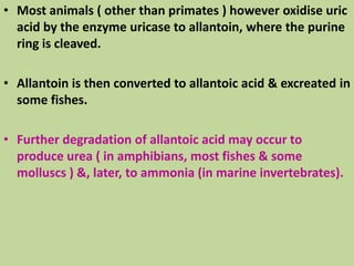 Metabolism of nucleotides new | PPTX