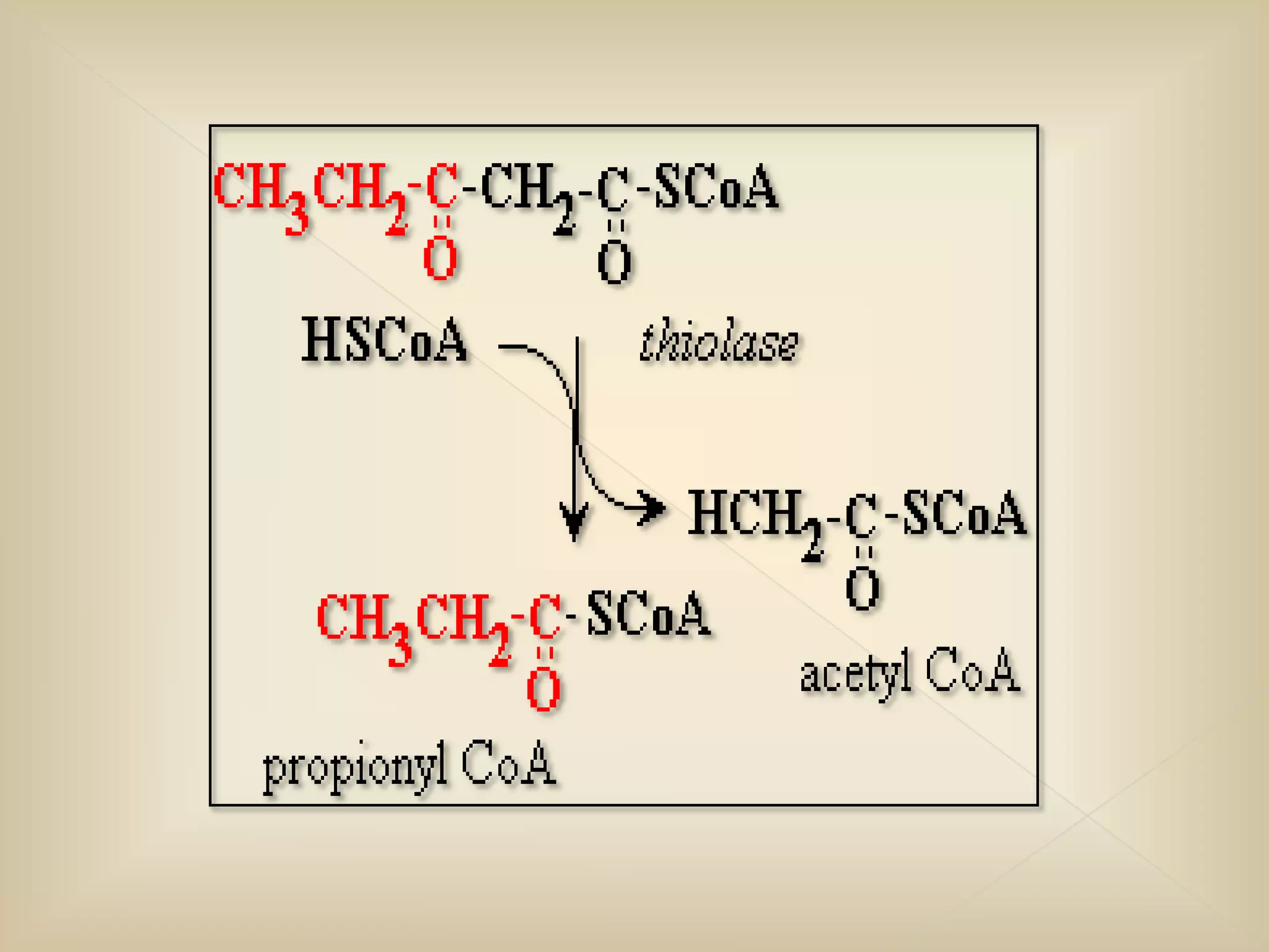 Metabolism of odd chain fatty acids | PPTX