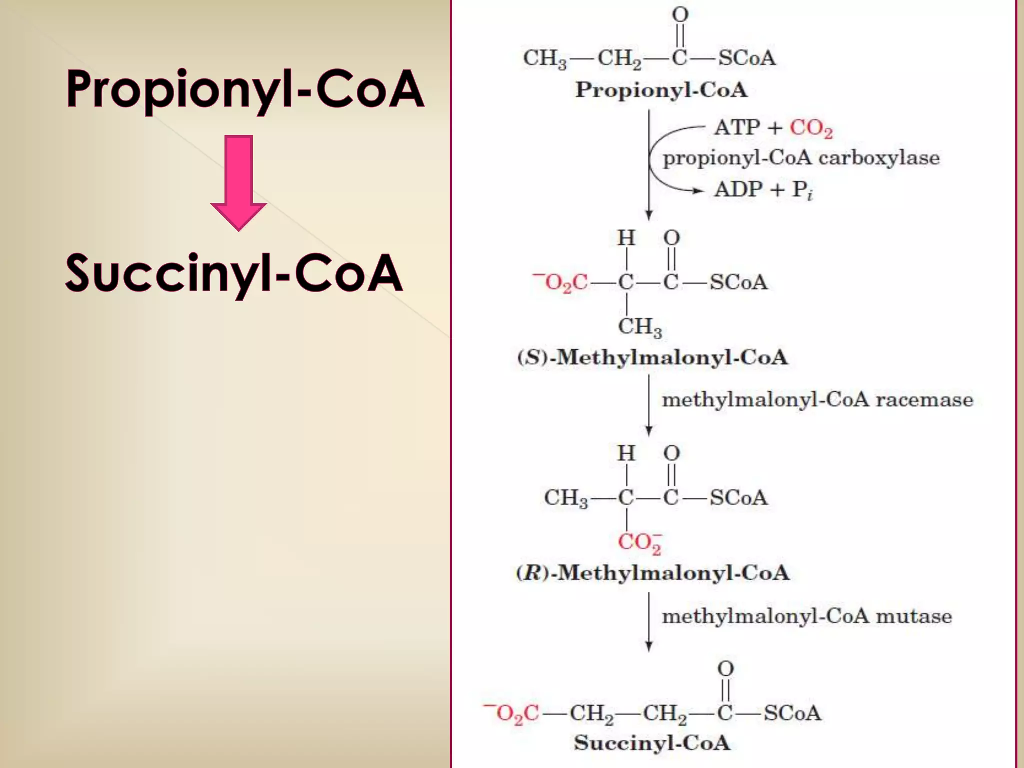 Metabolism of odd chain fatty acids | PPTX