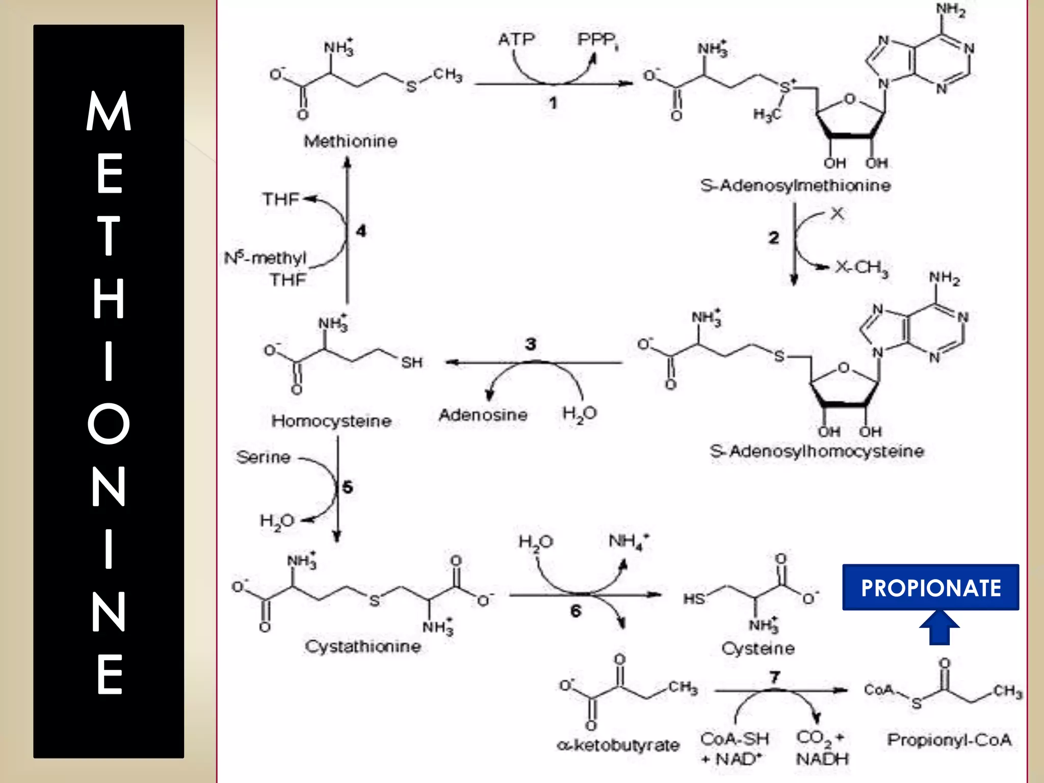 Metabolism of odd chain fatty acids | PPTX