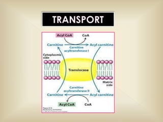 Metabolism of odd chain fatty acids | PPTX