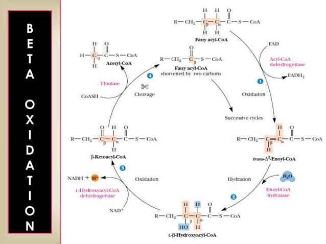 Metabolism of odd chain fatty acids | PPTX