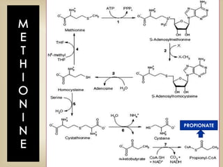 Metabolism of odd chain fatty acids | PPTX