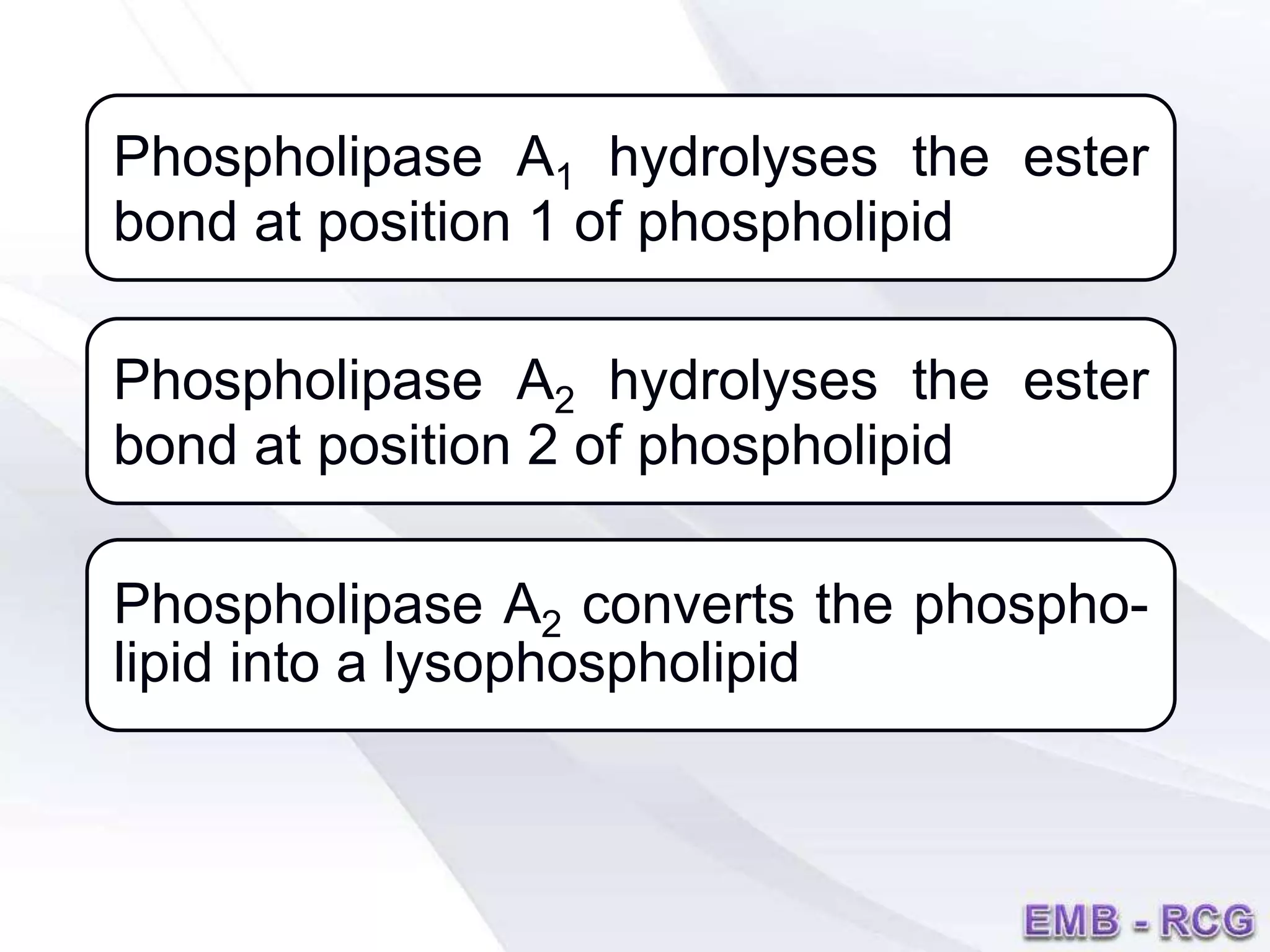 Metabolism of phospholipids | PPTX