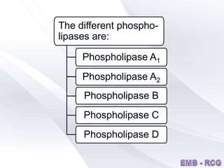 Metabolism of phospholipids | PPTX