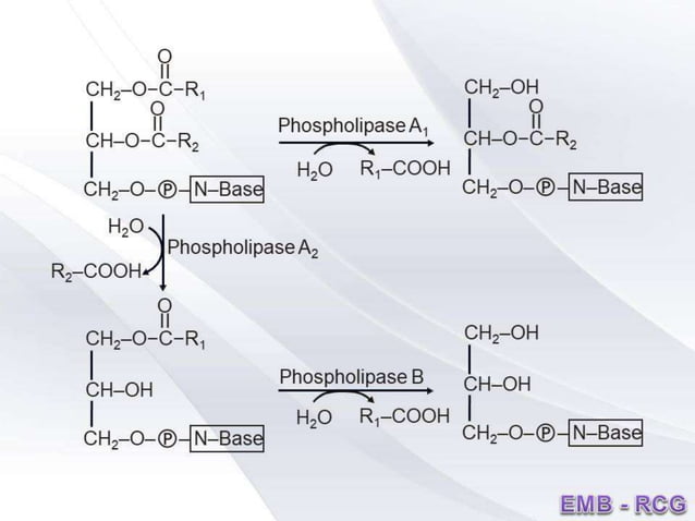 Metabolism of phospholipids | PPTX | Chemistry | Science