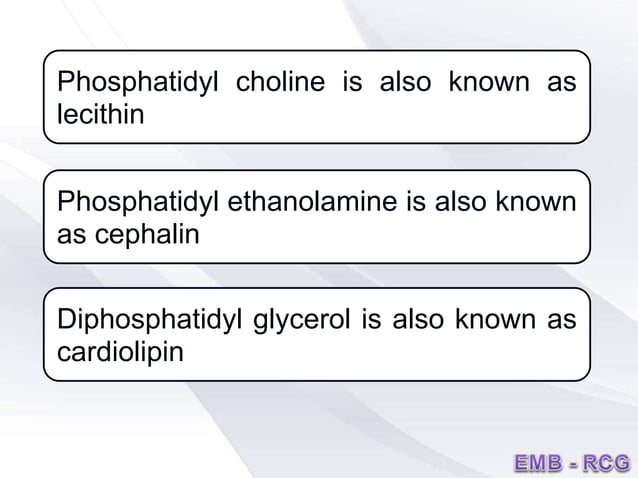 Metabolism of phospholipids | PPTX | Chemistry | Science