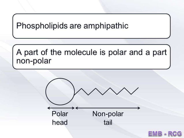Metabolism of phospholipids | PPTX | Chemistry | Science
