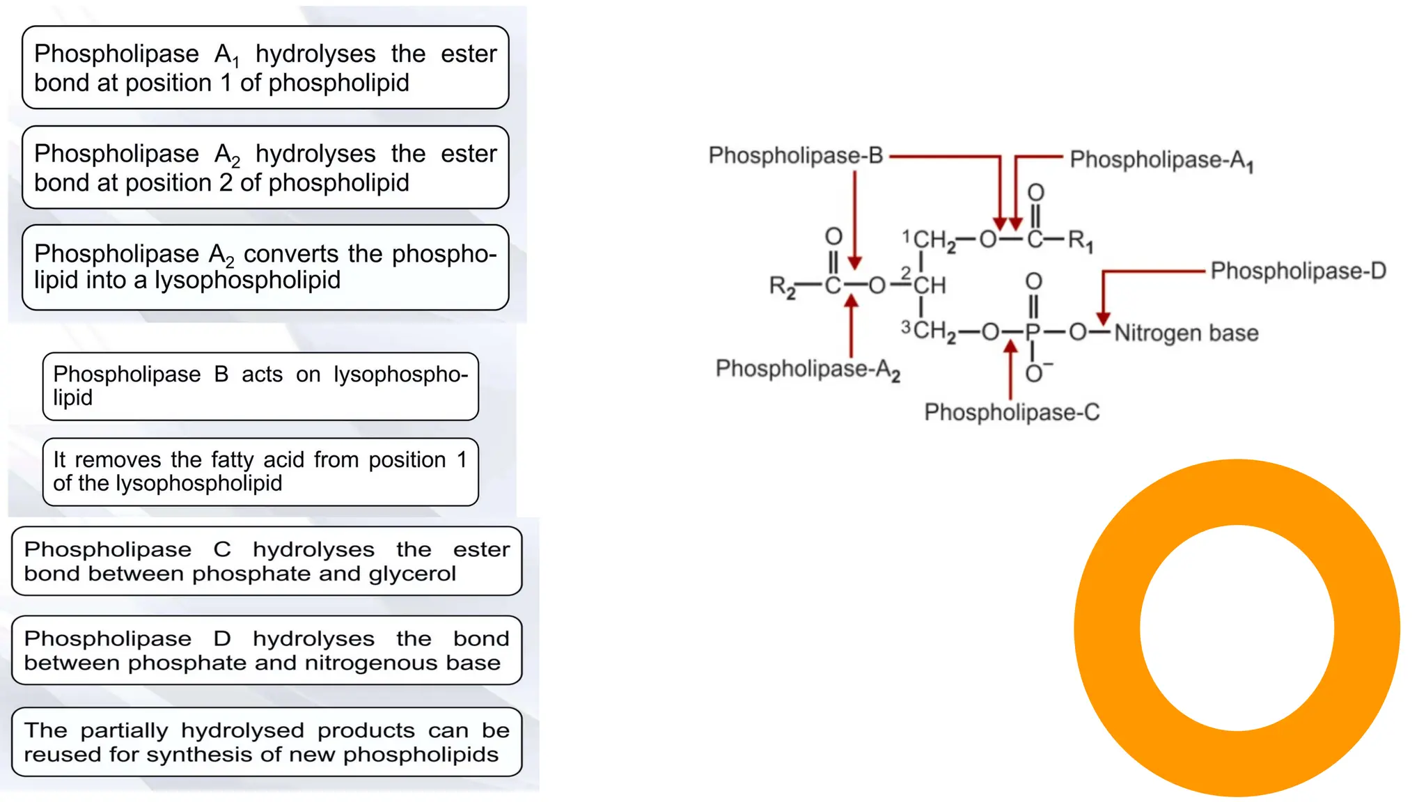 Metabolism of Phospholipids, pathways .pptx