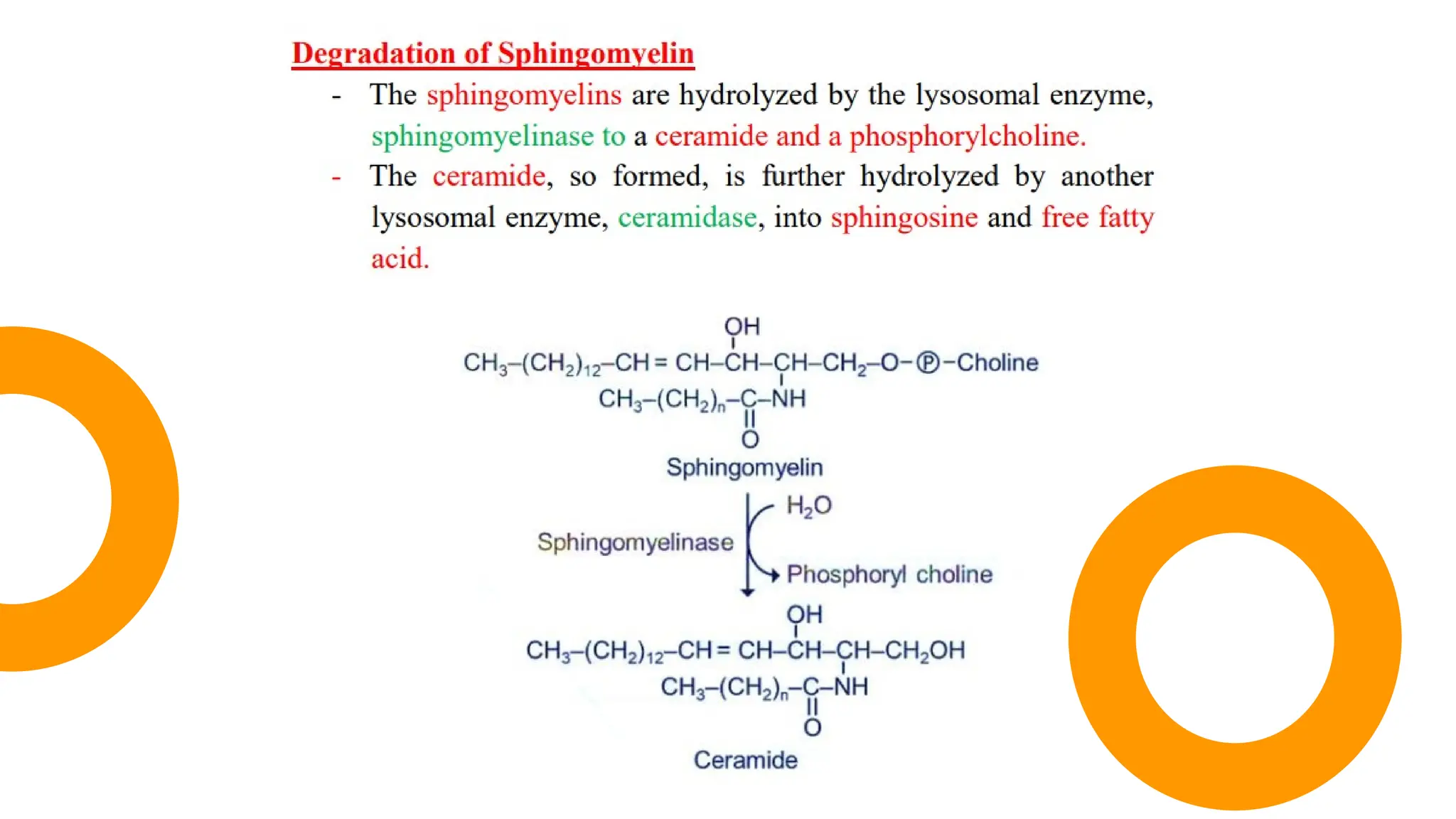 Metabolism Of Phospholipids Pathways Pptx