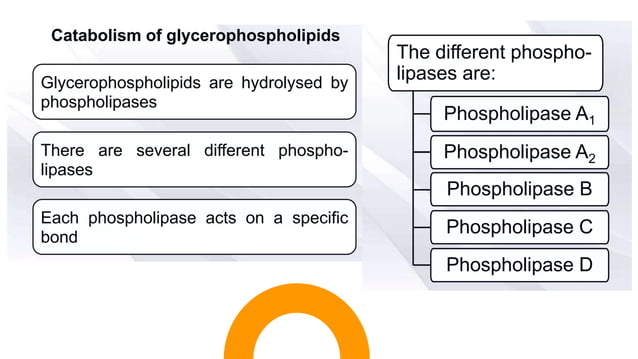 Metabolism of Phospholipids, pathways .pptx