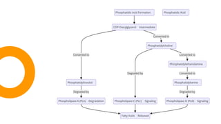 Metabolism of Phospholipids, pathways .pptx