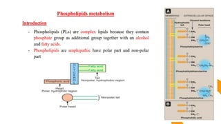Metabolism of Phospholipids, pathways .pptx
