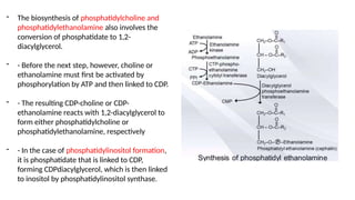 Metabolism of Phospholipids, pathways .pptx