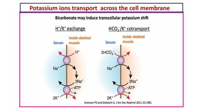 Metabolism of potassium and its clinical significance | PDF | Digestive ...