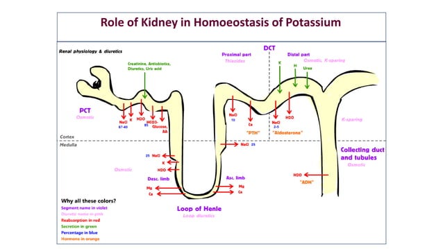 Metabolism of potassium and its clinical significance | PDF | Digestive ...